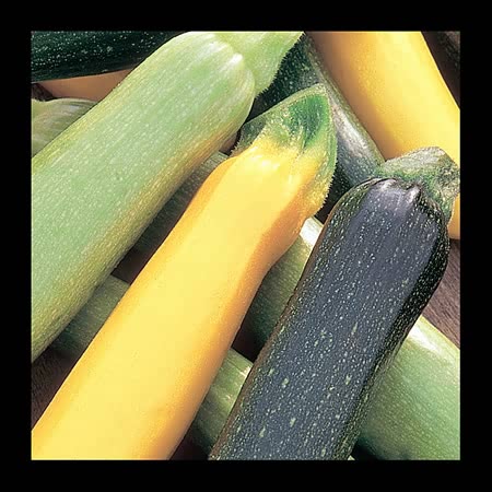Courgette Seeds 'Tristar' | Buy Courgette Seeds Online | Courgette ...