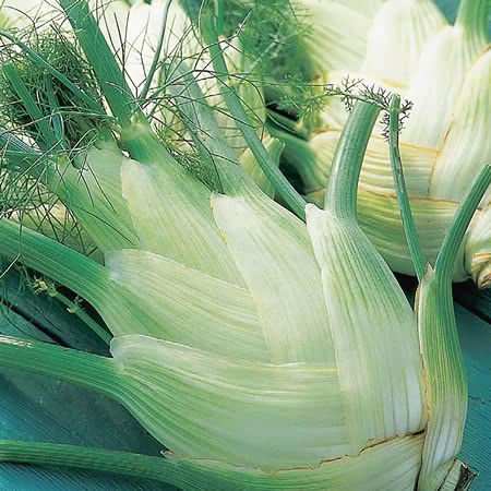 Fennel Seeds 'Florence Perfection' | Marshalls Garden