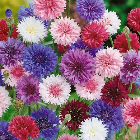 Cornflower Seeds 'Double Mix' | Buy Cornflower Seeds Online ...