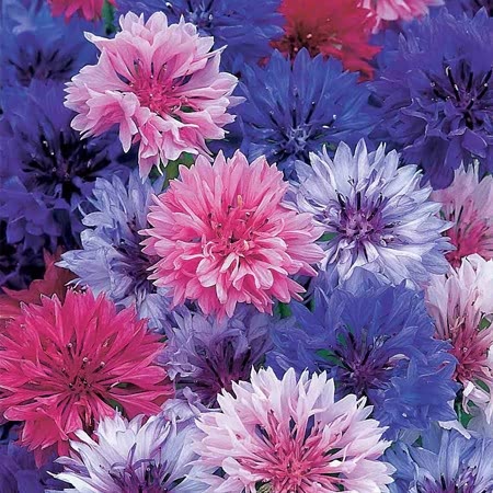 Cornflower Seeds 'Double Mix' | Buy Cornflower Seeds Online ...
