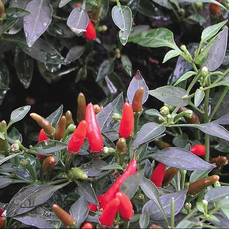 Chilli Pepper Seeds 'Demon Red' | Marshalls Garden