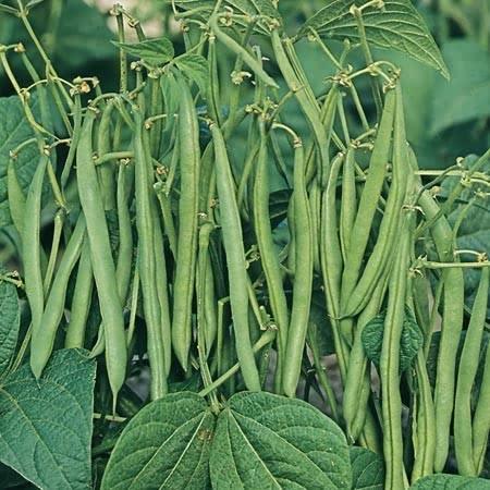 French Bean Seeds 'Cobra' and 'Monte Gusto' Duo Pack | Buy French Bean ...