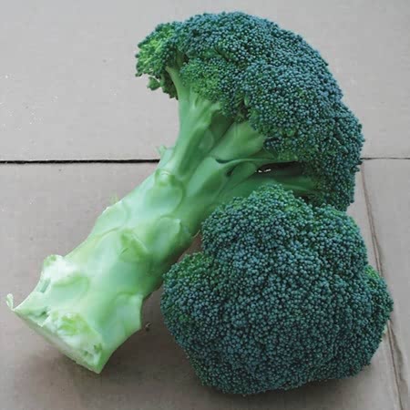 Calabrese Seeds 'Green Magic' F1 | Buy Calabrese Seeds Online ...