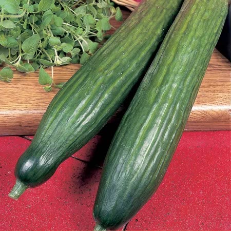 Buy Burpless Tasty Green F1 Hybrid Cucumber Seeds online | Marshalls ...
