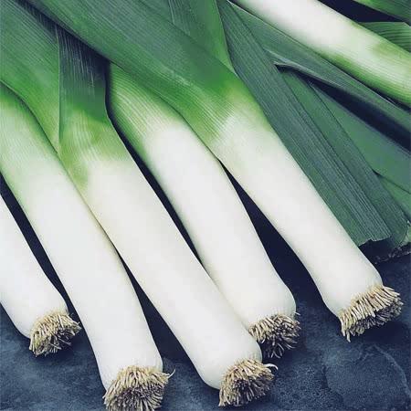Leek Seeds Early and Late Duo Pack | Buy Leek Seeds Online | Leek Seeds ...