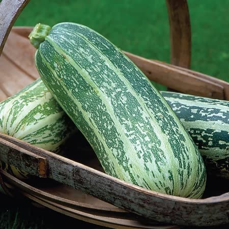Marrow Seeds 'Badger Cross' F1 | Marshalls Garden