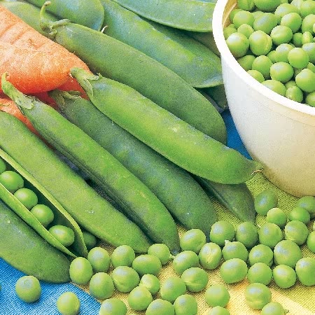 Pea Season Long Collection - 36 Garden Ready Plugs (120 Plants) | Buy ...