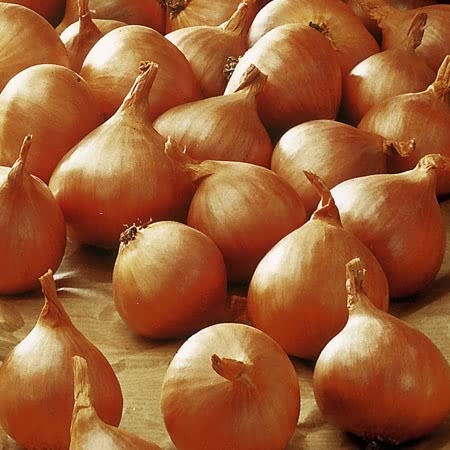 Spring Planting Shallots Duo Pack | Buy Shallot Plants Online ...