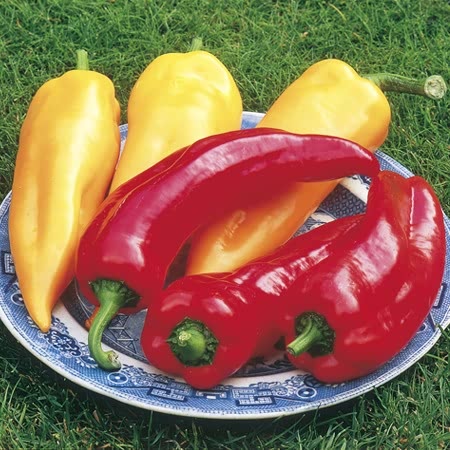 Pepper Seeds 'Diablo' F1 | Buy Pepper Seeds Online | Pepper Seeds for ...
