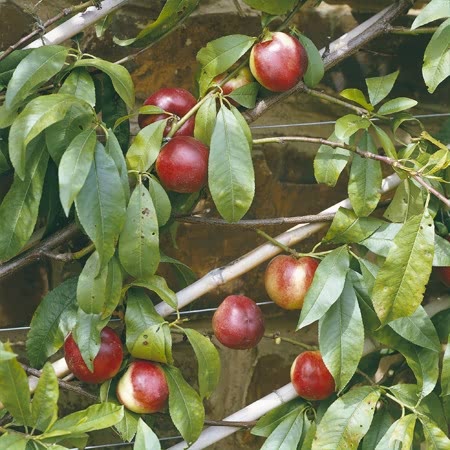 Nectarine Tree: Lord Napier - Tree | Buy Nectarine Tree Online ...