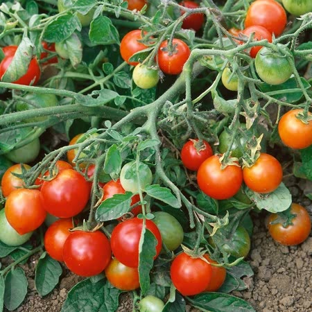 Tomato Seeds 'Red Alert' F1 | Marshalls Garden