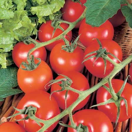Cordon Tomato Seeds 'Alicante' | Buy Cordon Tomato Seeds Online ...