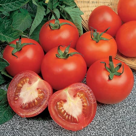 Cordon Tomato Seeds 'Alicante' | Buy Cordon Tomato Seeds Online ...