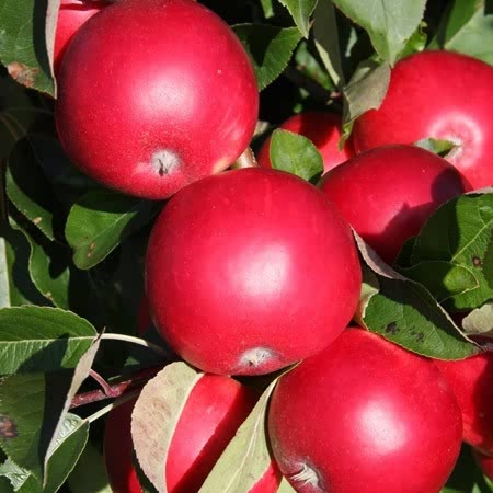 Apple 'Scrumptious' - 10L Potted Tree | Buy Apple Trees Online | Apple ...
