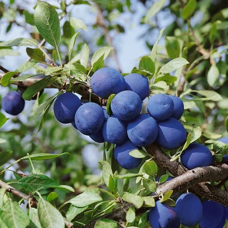Damson Tree 'Merryweather' | Marshalls Garden