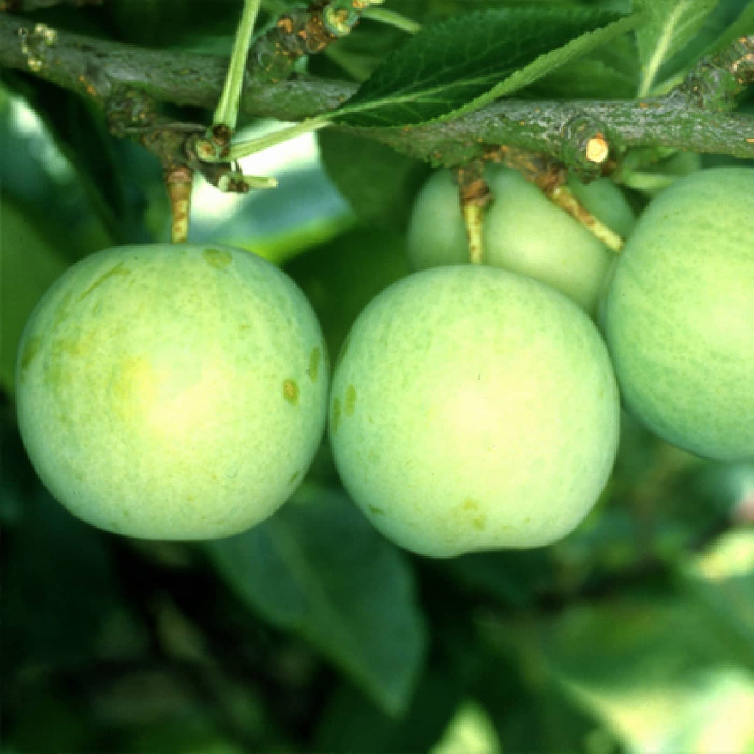 Plum Tree 'Old Fashioned Greengage' | Buy Plum Trees Online | Fruit ...