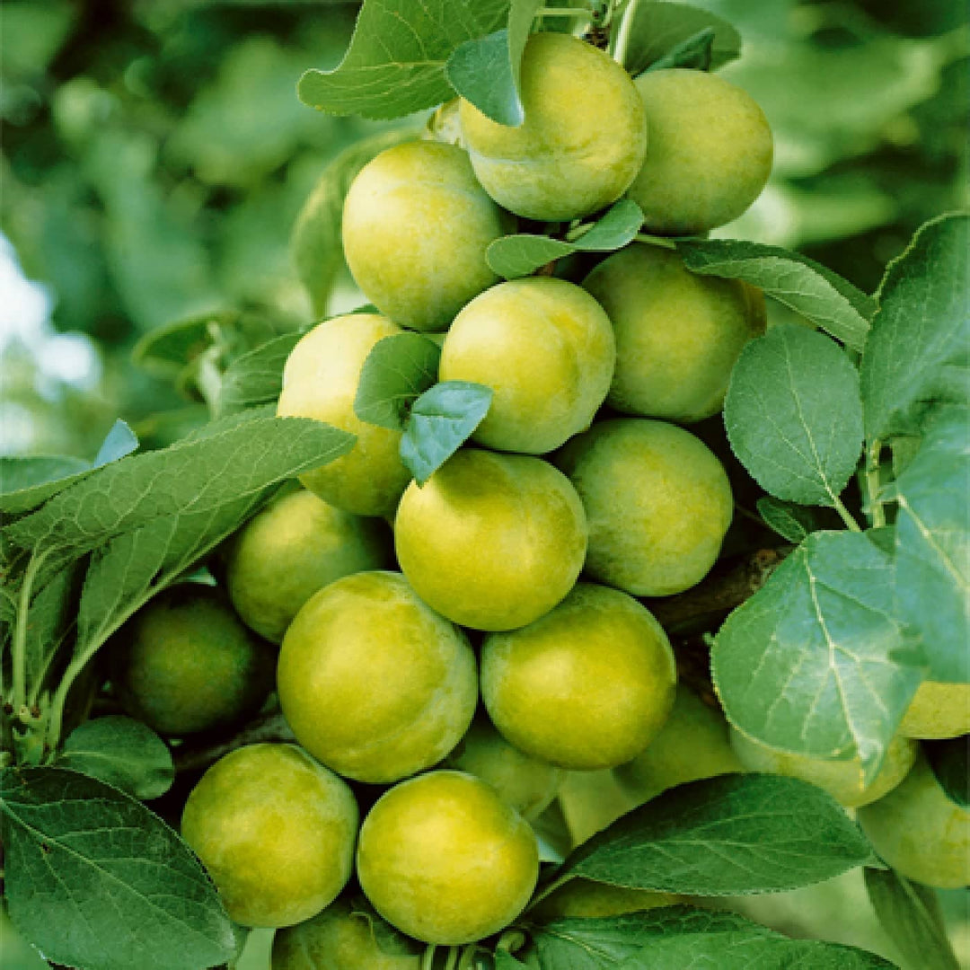 Plum Tree 'Old Fashioned Greengage' | Buy Plum Trees Online | Fruit ...