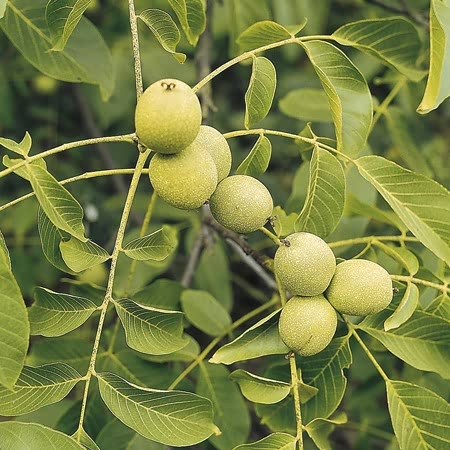 Common Walnut Tree | Buy Common Walnut Tree Online | Common Walnut Tree ...