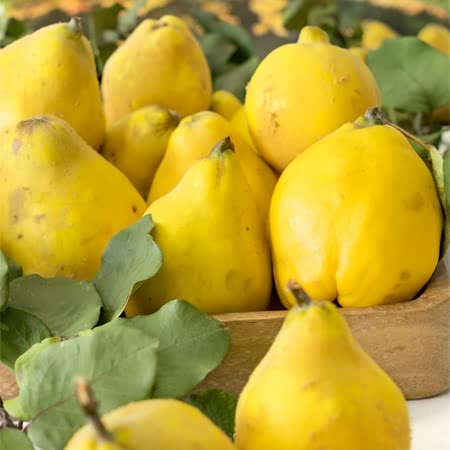 Quince Tree 'Serbian Gold' | Buy Quince Trees Online | Fruit Trees for ...