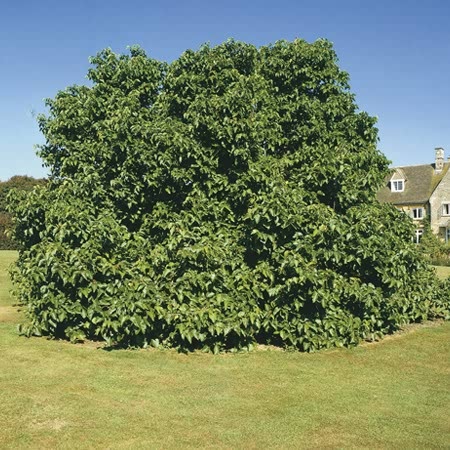 Mulberry Tree: King James (syn. Morus nigra Chelsea) | Buy Mulberry ...