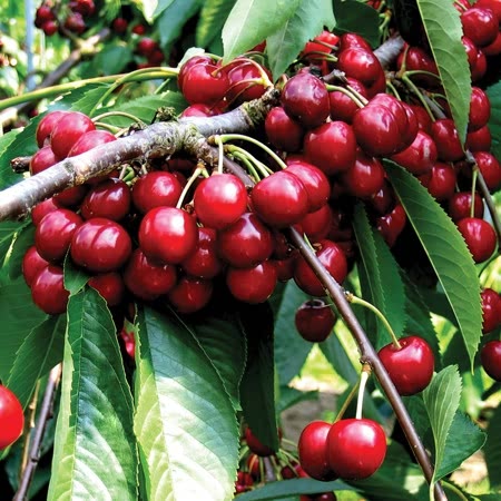 Cherry Tree 'Summer Sun' | Marshalls Garden