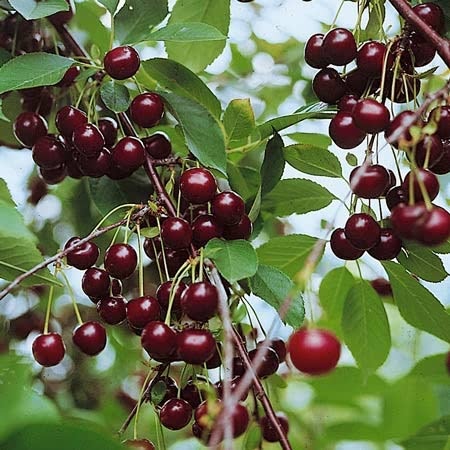 Cherry Crown Morello - tree | Buy Cherry Tree Online | Cherry Tree for ...