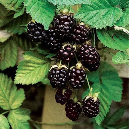 Boysenberry Plant | Buy Boysenberry Plants Online | Boysenberry Plants ...