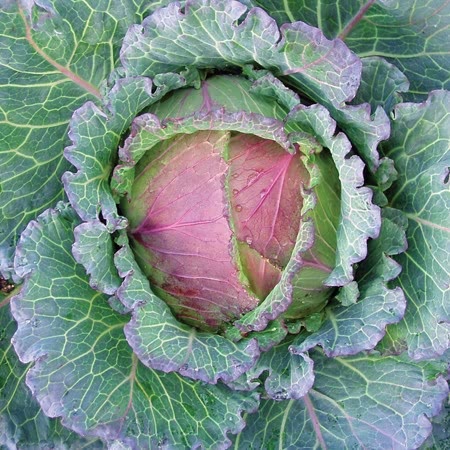 Cabbage Seeds 'Marabel' F1 | Buy Cabbage Seeds Online | Cabbage Seeds ...