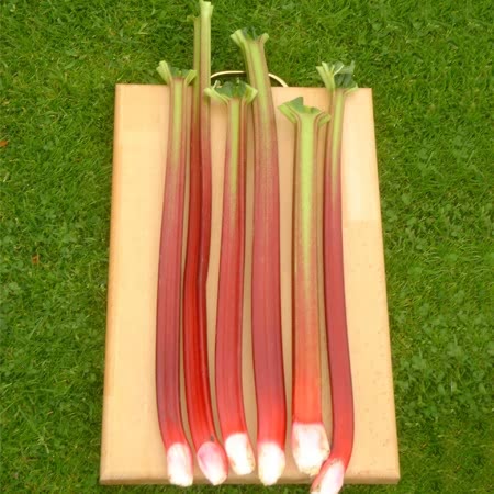 Rhubarb Crown 'Timperley Early' | Marshalls Garden