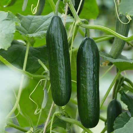 Buy Cucumber Seeds - Mini Munch F1 Hybrid online | Marshalls ...