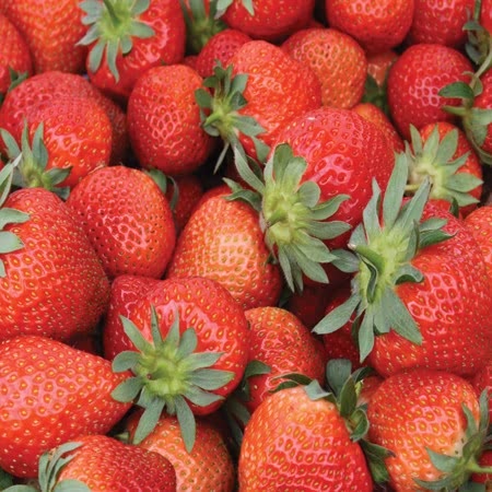 Buy Strawberry Plants Misted Tips - Long Harvest Collection online ...