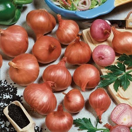 Spring Shallots Duo Pack - Sets | Buy Spring Shallot Sets Online ...