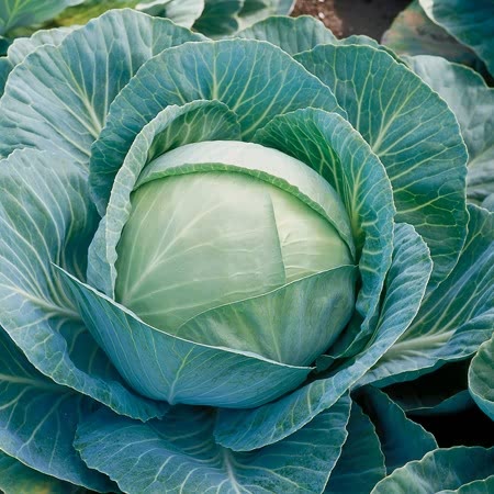 Cabbage Plant 'Kilaton' | Buy Cabbage Plants Online | Cabbage Plants ...