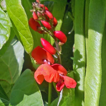 Buy Runner Bean Firestorm Seeds online | Marshalls – Marshalls Garden