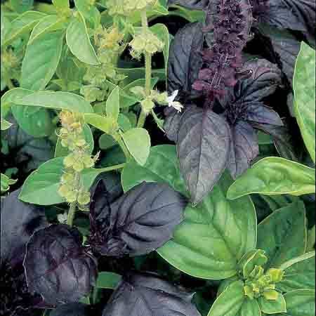 Basil Seeds 'Mediterranean Medley' | Marshalls Garden