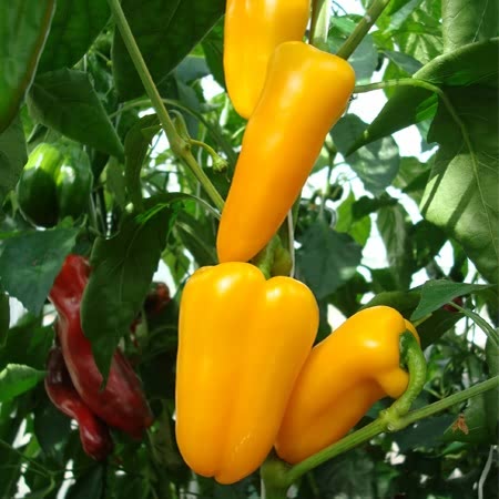 Sweet Pepper Seeds 'Snackbite Yellow F1' | Buy Sweet Pepper Seeds ...