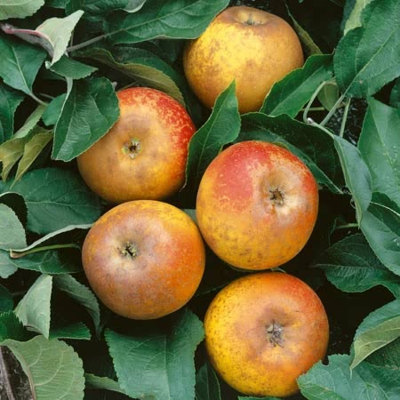 Apple Tree 'Egremont Russet' | Marshalls Garden