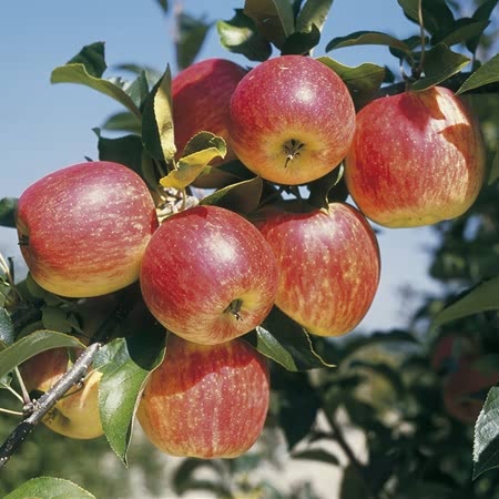 Apple Tree 'Laxton's Superb' | Buy Apple Trees Online | Fruit Trees for ...
