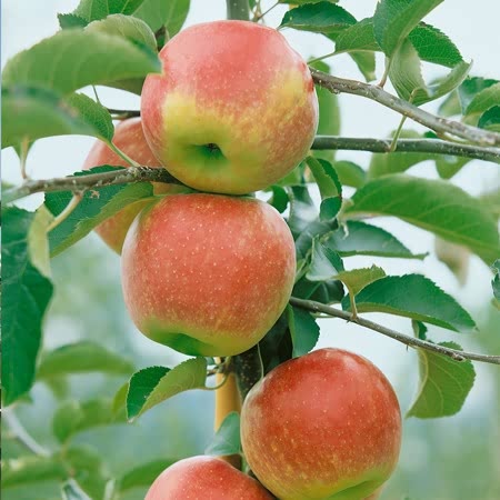 Apple Tree 'Laxton's Superb' | Marshalls Garden