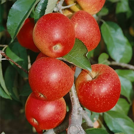 Apple Katy - Apple Tree | Buy Apple Trees Online | Apple Trees for Sale ...