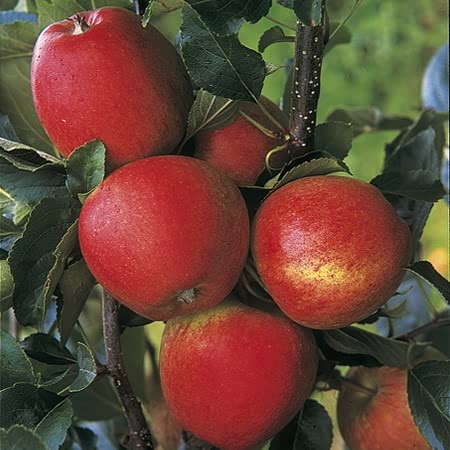 Apple Katy - Apple Tree | Buy Apple Trees Online | Apple Trees for Sale ...