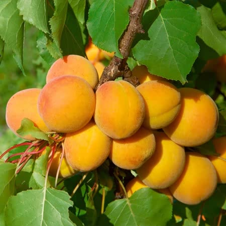 Apricot Moorpark Tree | Buy Apricot Trees Online | Apricot Trees for ...