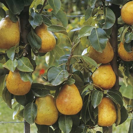 Pear Tree 'Williams Bon Chretien' | Buy Pear Trees Online | Fruit Trees ...