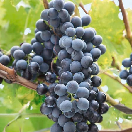 Grape Vine 'Regent' - 3ltr Potted Plant | Buy Grape Plants Online ...