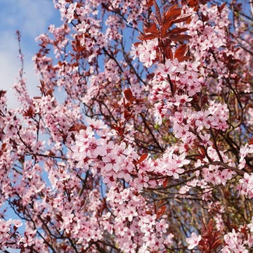 Cherry Tree - Prunus Cerasifera Nigra | Buy Cherry Tree Online | Cherry ...