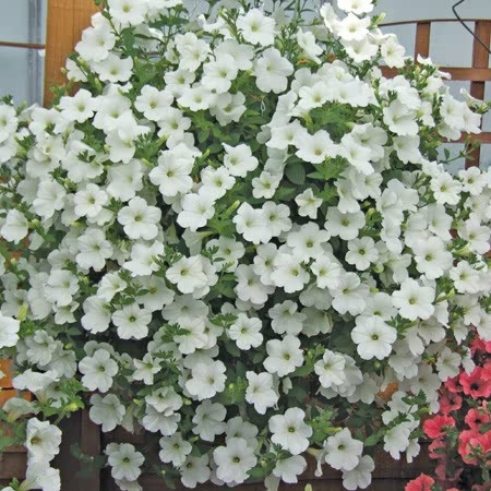 Petunia Surfinia 'Snow' | Buy Petunia Plants Online | Summer Bedding ...