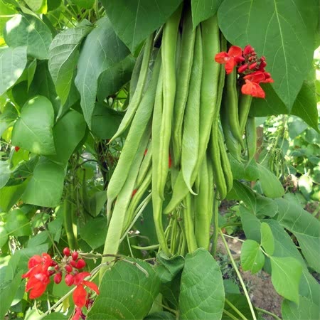 Buy Runner Bean 'Firestorm' Plants Online | marshalls garden ...