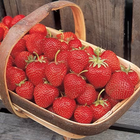 Buy Strawberry Plants Misted Tips - Long Harvest Collection online ...