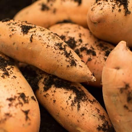 Rooted Sweet Potato Plant 'Beauregard' | Marshalls Garden