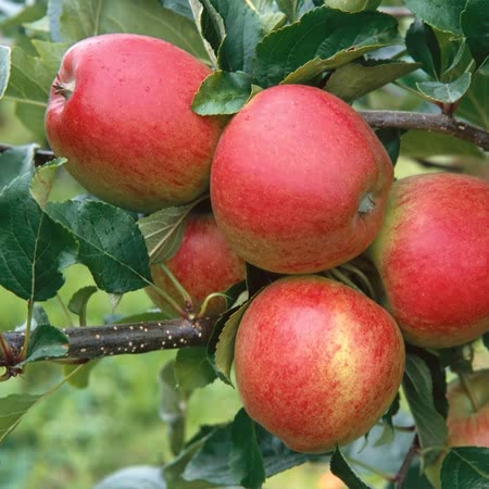 Apple Tree 'Gala' | Marshalls Garden